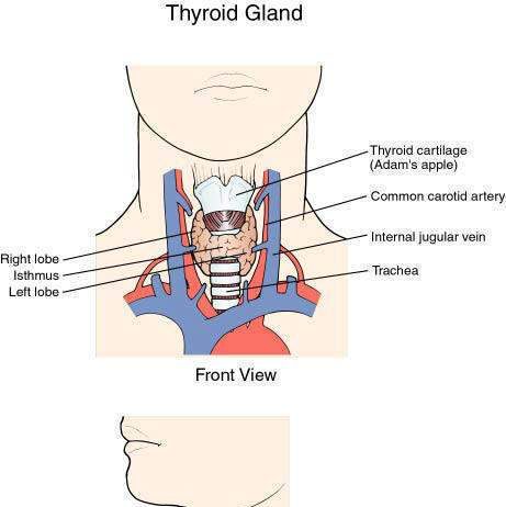 Thyroid diagram | Healthiack