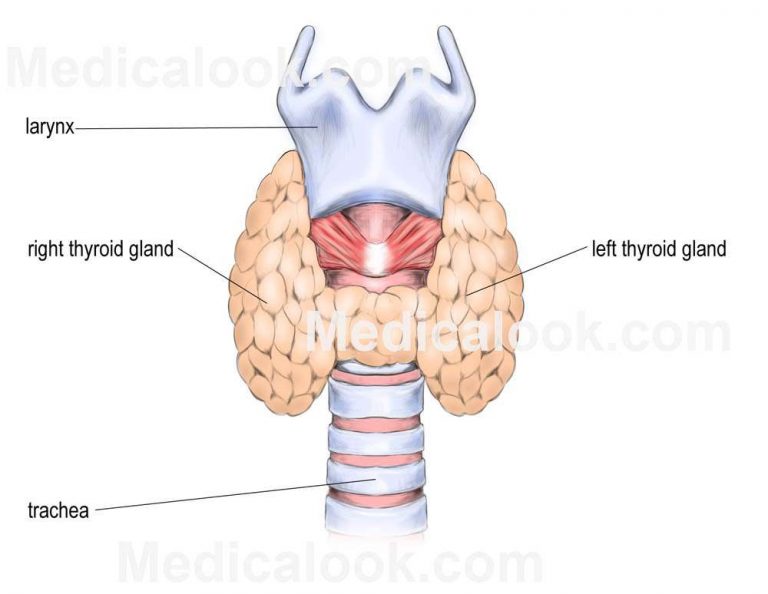 Thyroid diagram