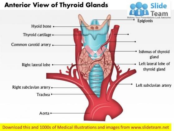 Thyroid gland diagram