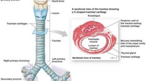 Trachea diagram