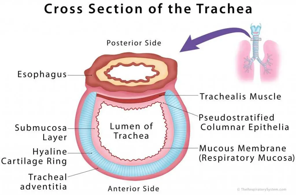 Trachea diagram