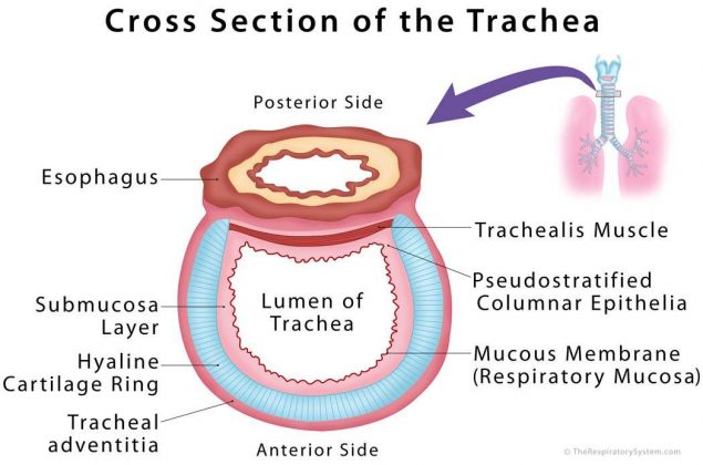 Trachea diagram