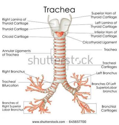 Trachea diagram