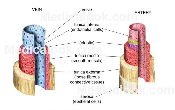 Veins diagram
