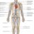 Veins diagram | Healthiack