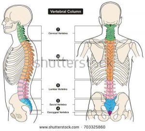 Vertebrae diagram