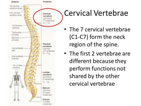 Vertebrae diagram