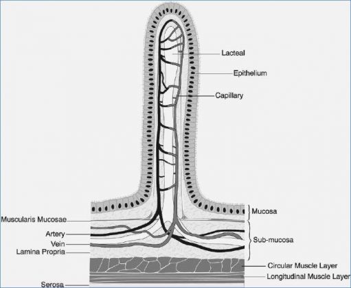 Villi diagram