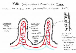 Villi diagram