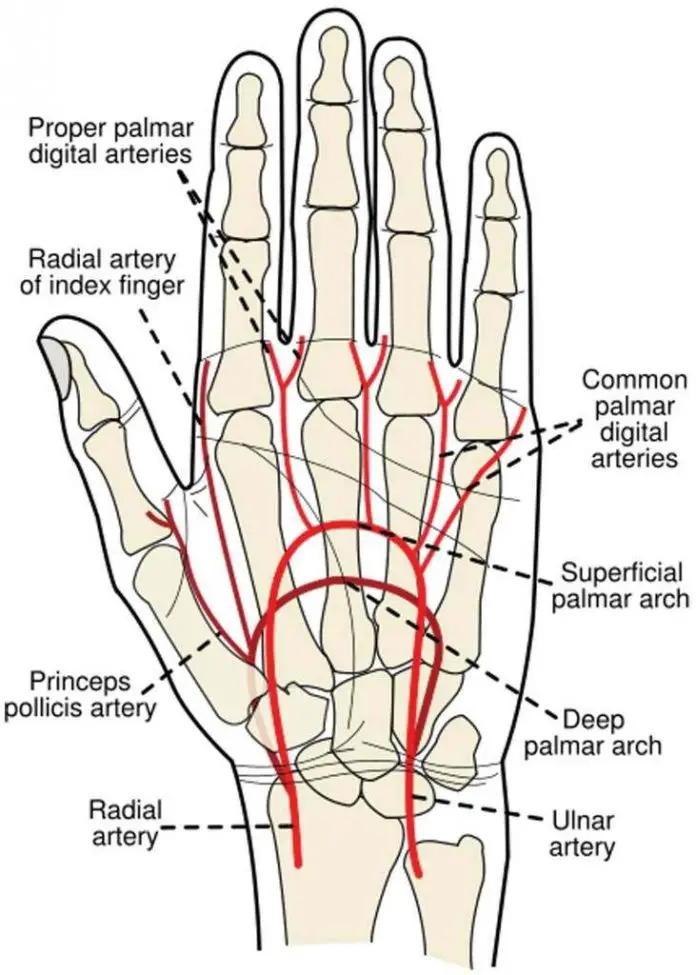 Wrist diagram