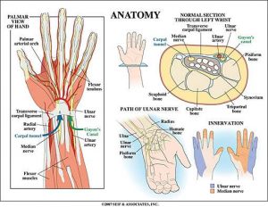 Wrist diagram