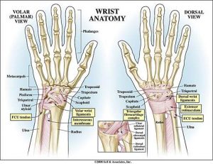 Wrist diagram